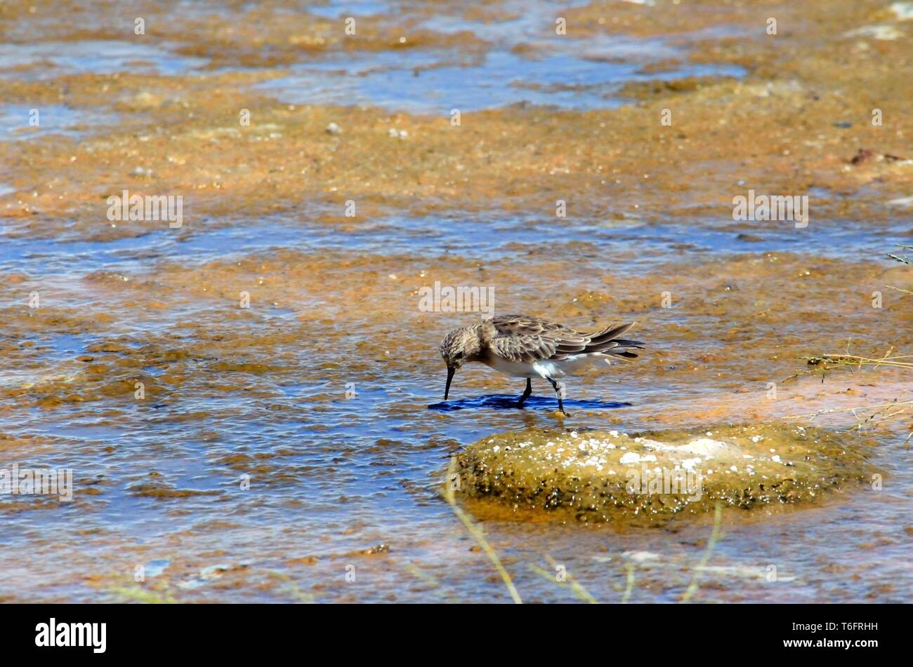 Colaptes Rupicola, Andean Flicker, Chile Stock Photo - Alamy