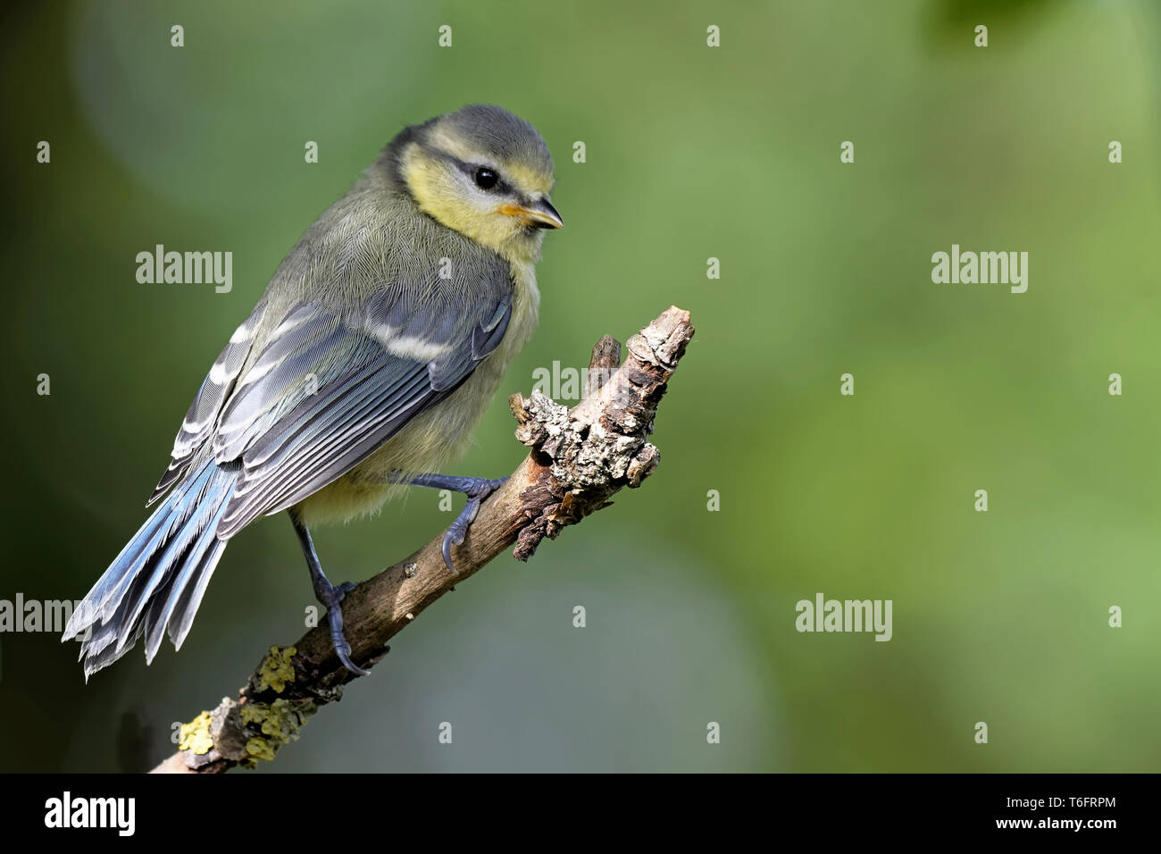 young blue tit Stock Photo - Alamy