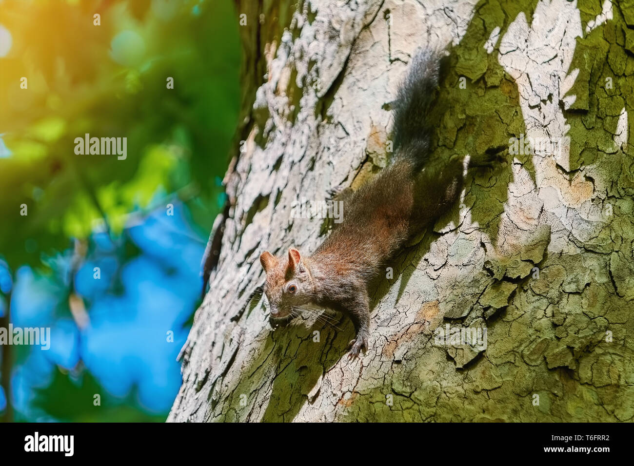 Squirrel on Tree Stock Photo - Alamy