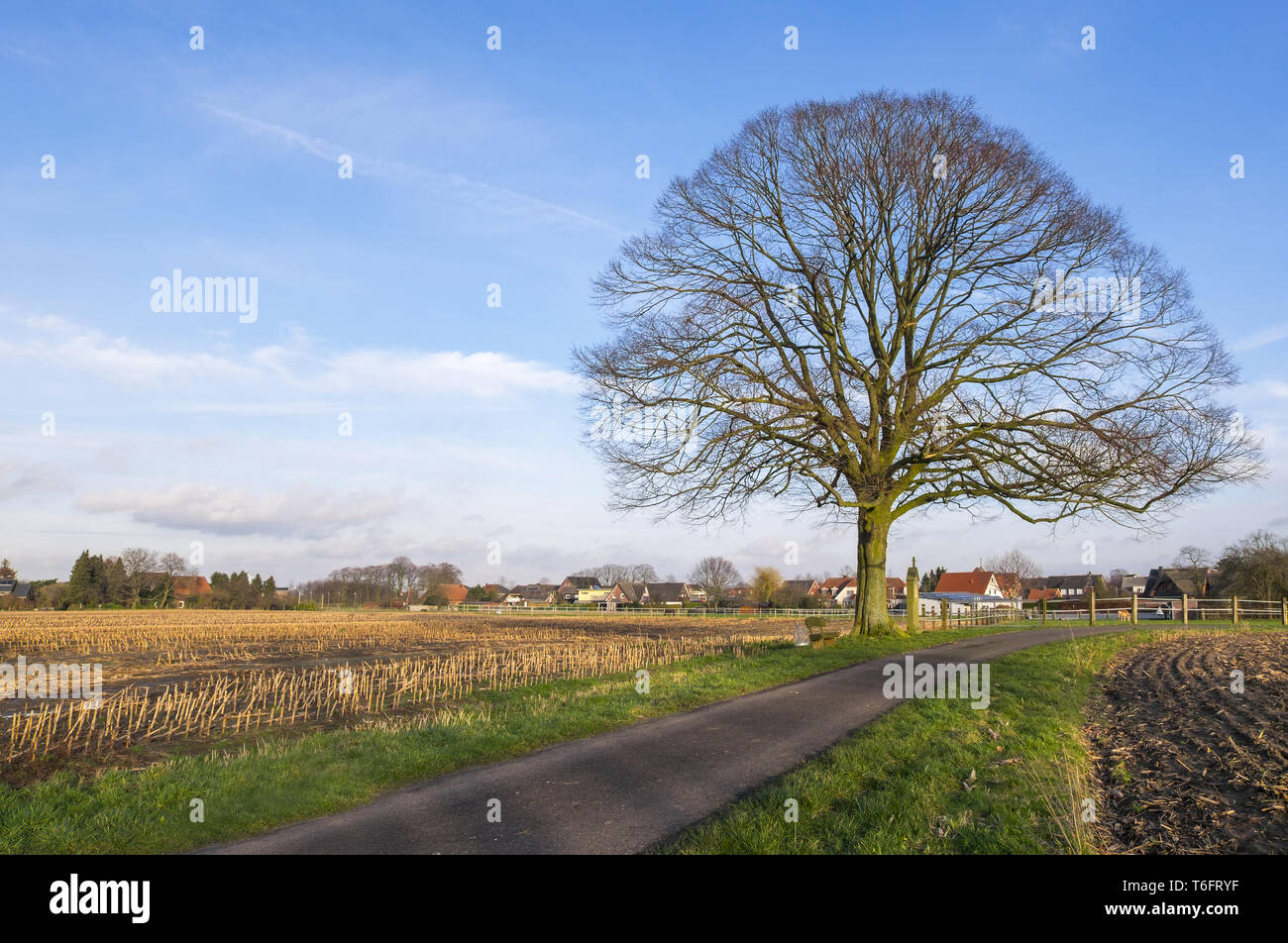 Tilia genus hi-res stock photography and images - Alamy