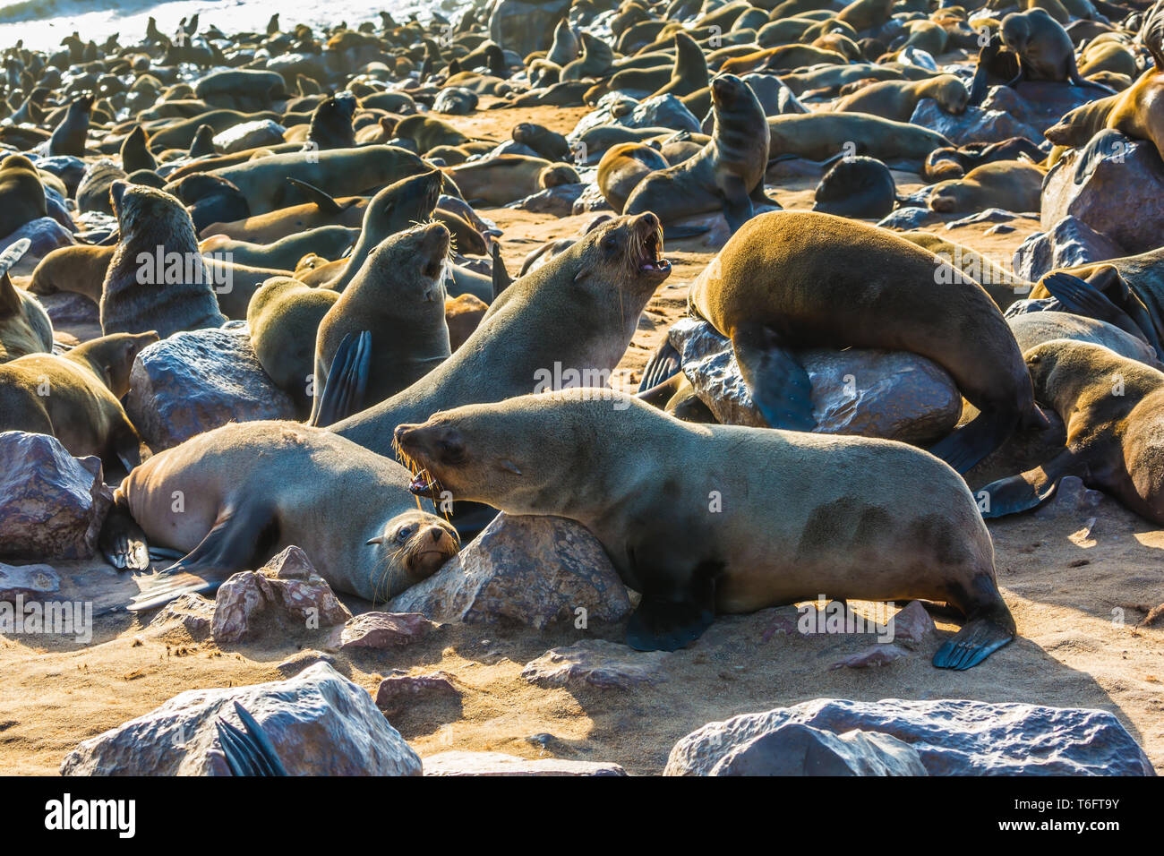 Colony of animals in Cape Cross Stock Photo - Alamy