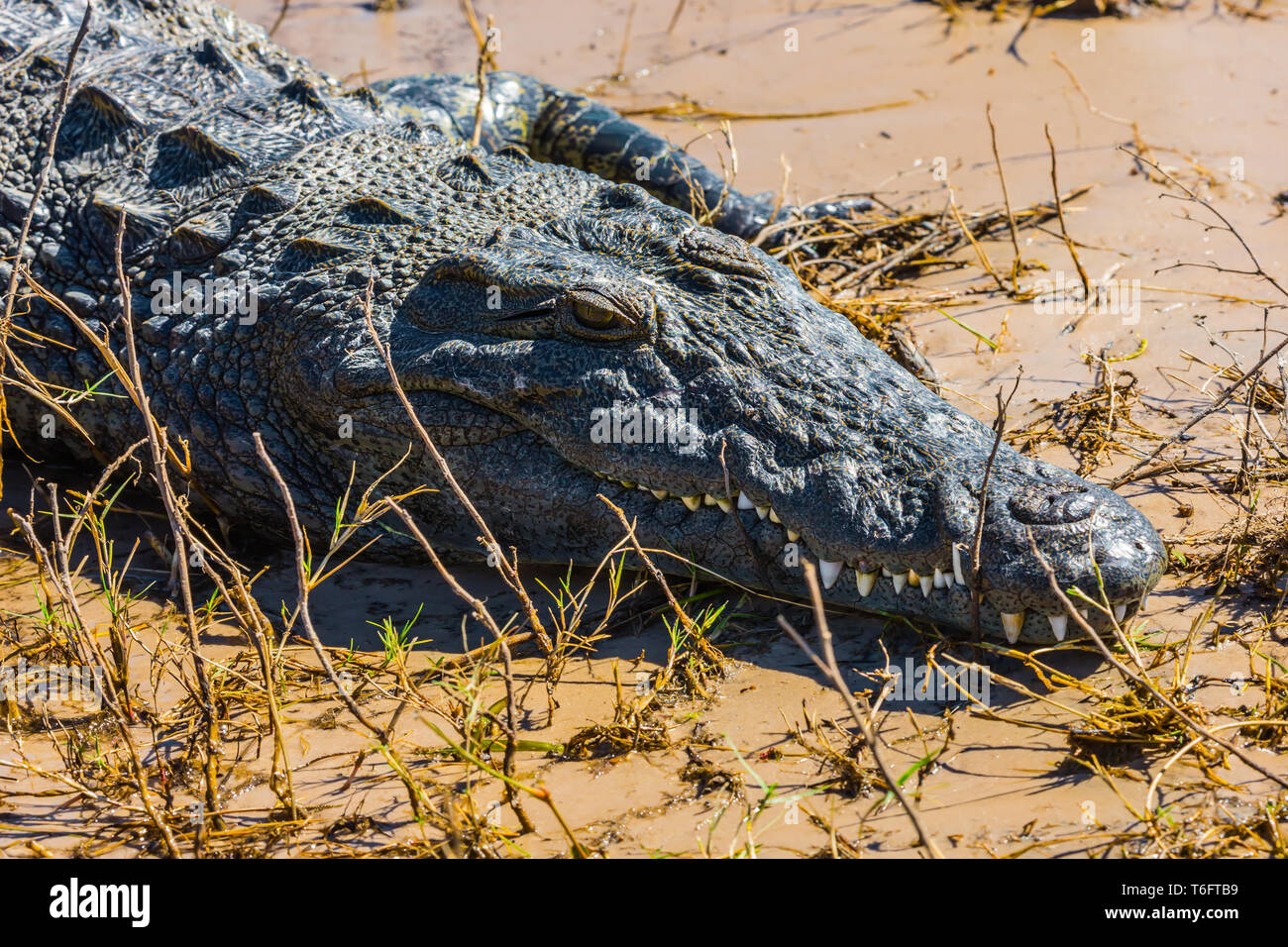 Crocodile in Botswana Stock Photo - Alamy