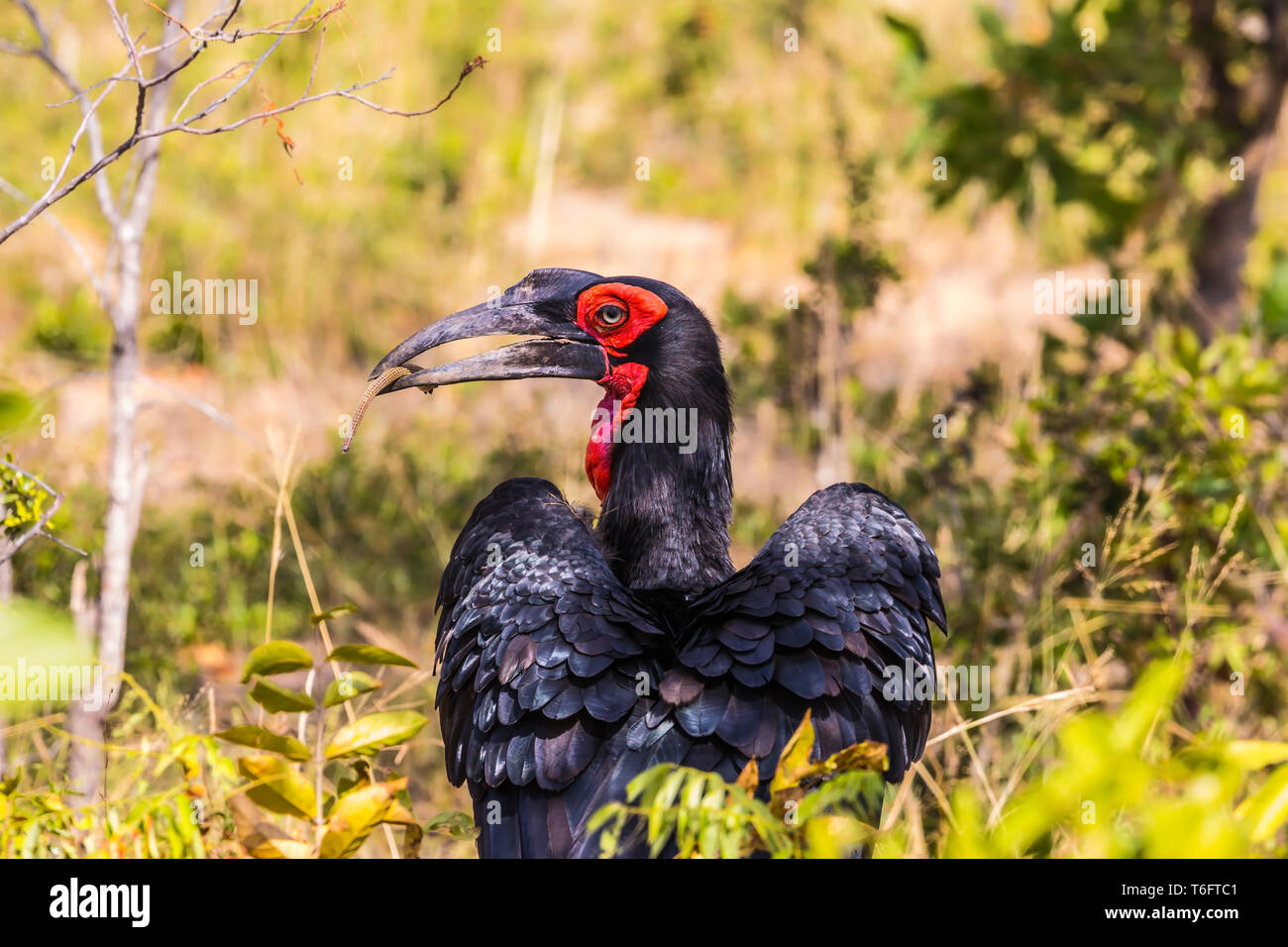 Major scenic Southern Hornbill Stock Photo - Alamy