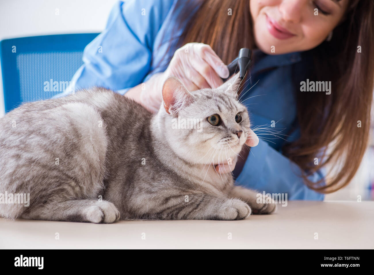 Vet woman treating cat in hi-res stock photography and images - Alamy