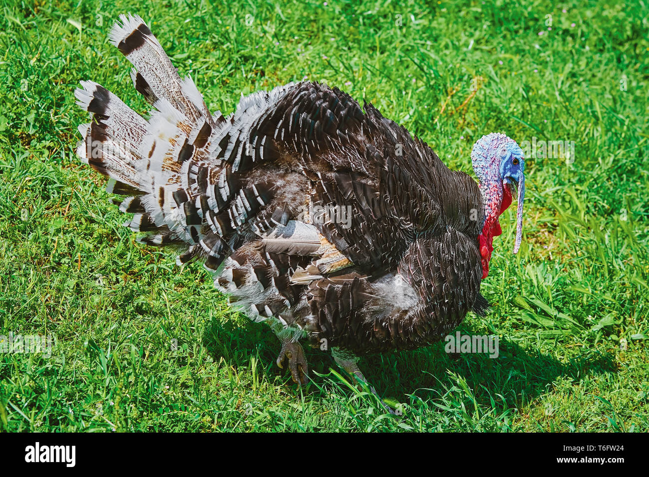 Turkey on Grass Stock Photo - Alamy