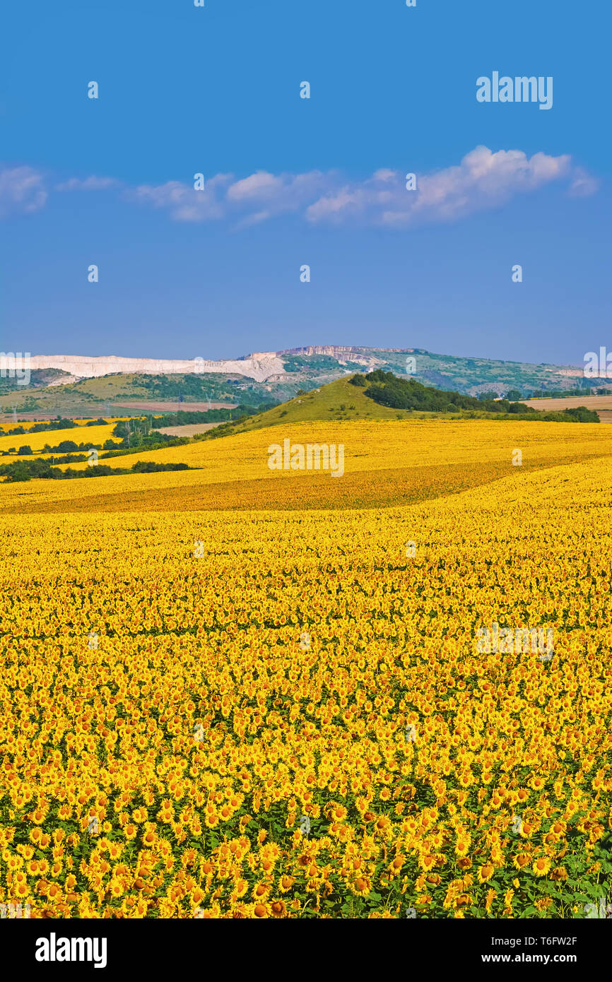 Bulgarian Sunflowers Field Stock Photo - Alamy