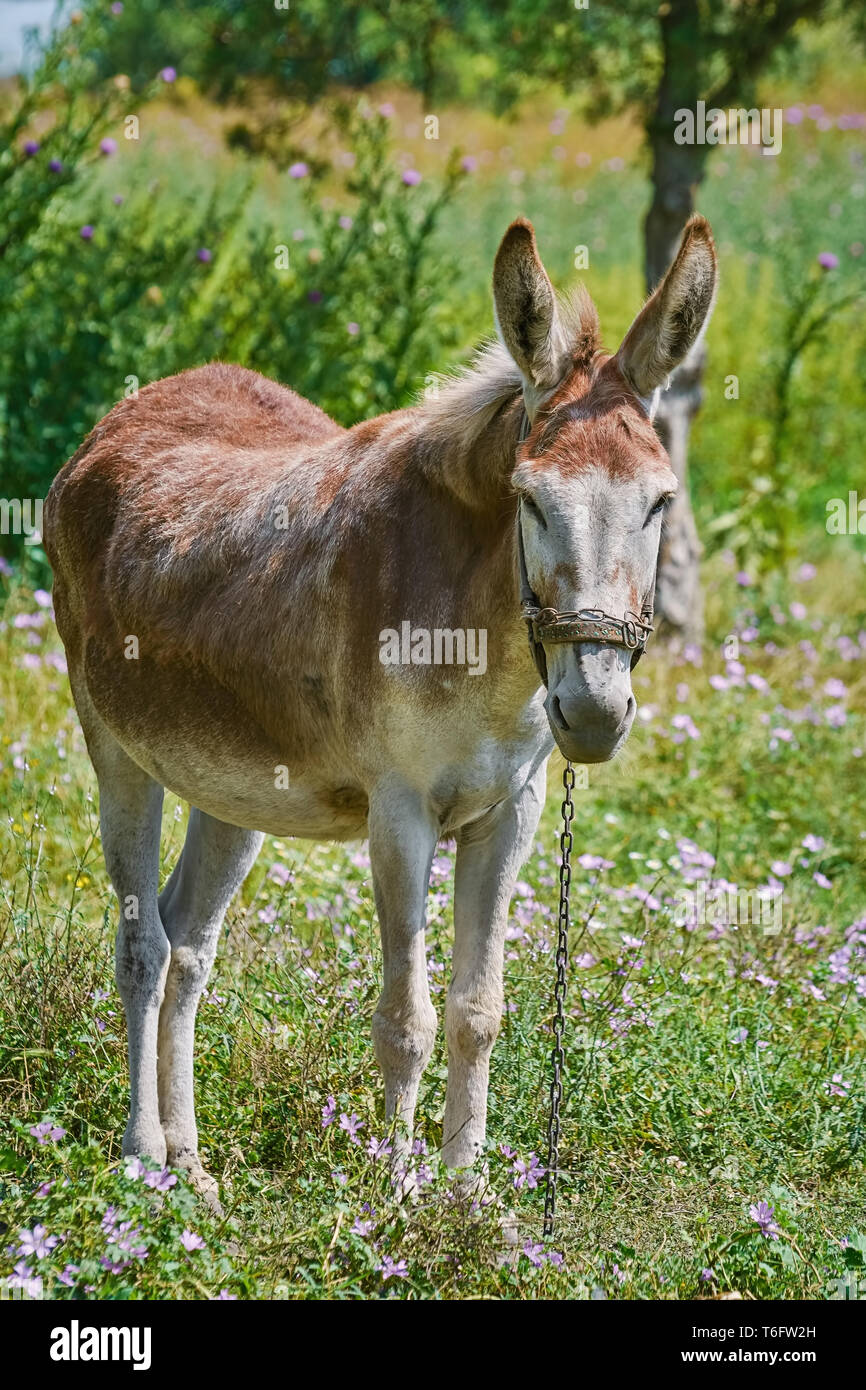 Donkey on Pasture Stock Photo - Alamy