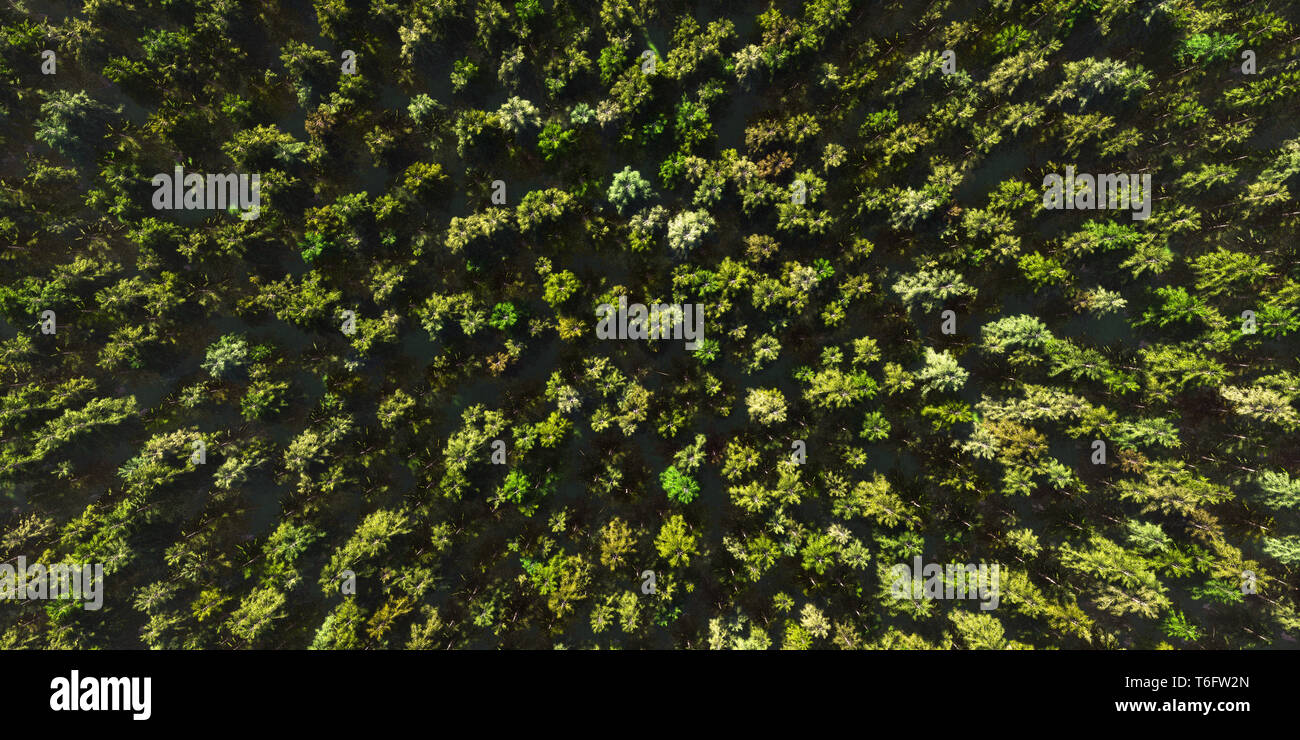 Colorful panoramic landscape: green forest of dense mixed tree tops ...