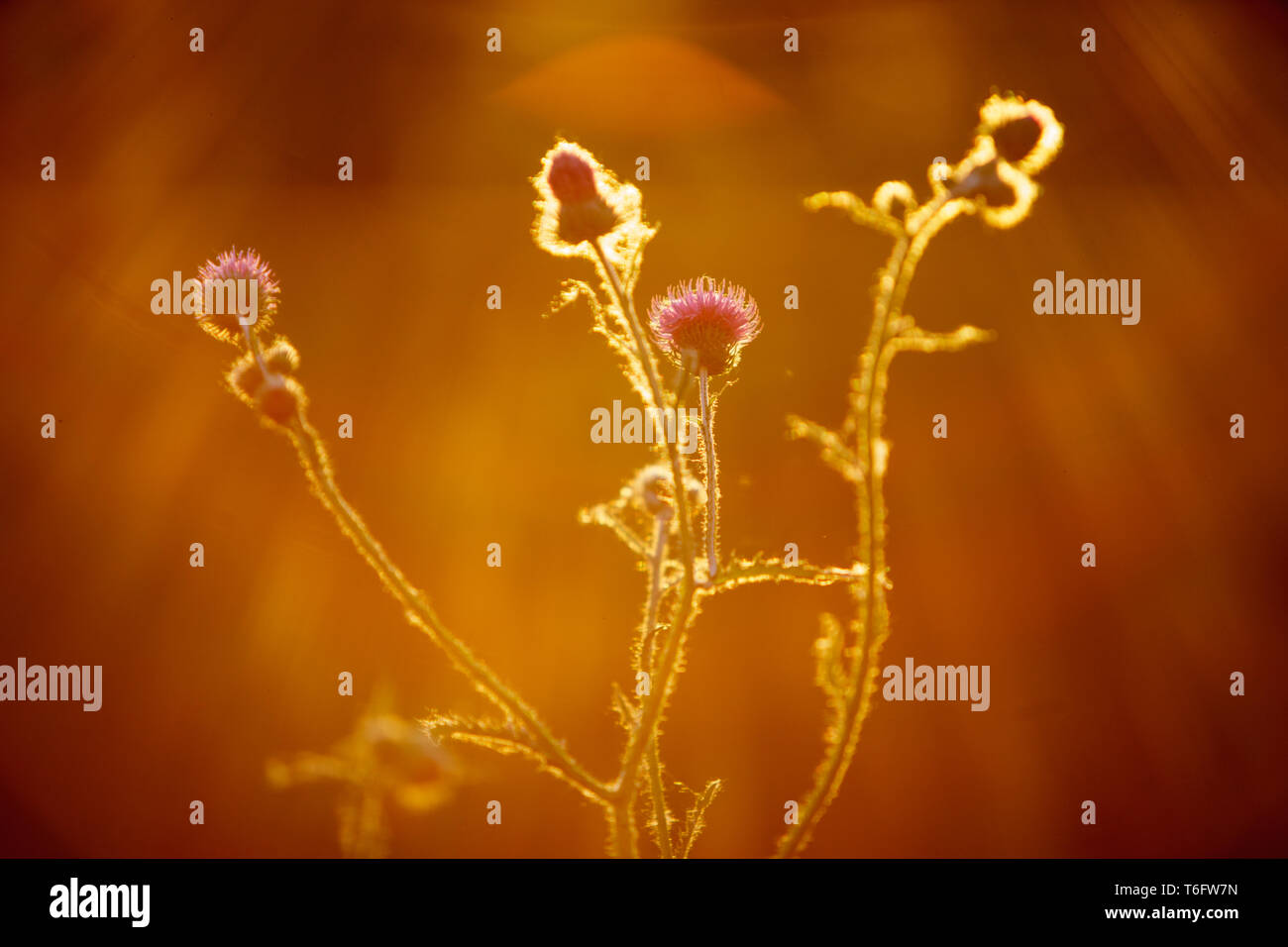 Sun plant hi-res stock photography and images - Alamy
