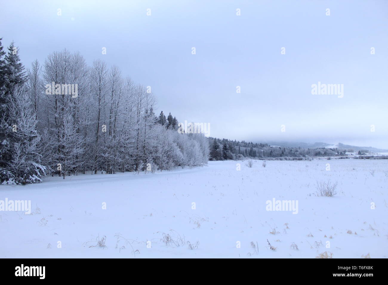 Trees snow hills hi-res stock photography and images - Alamy