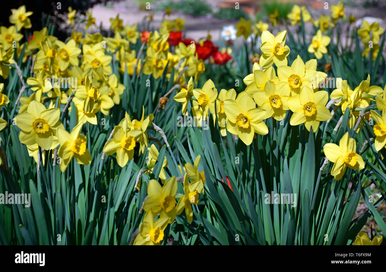 Cheerful golden yellow spring flowers hi-res stock photography and ...