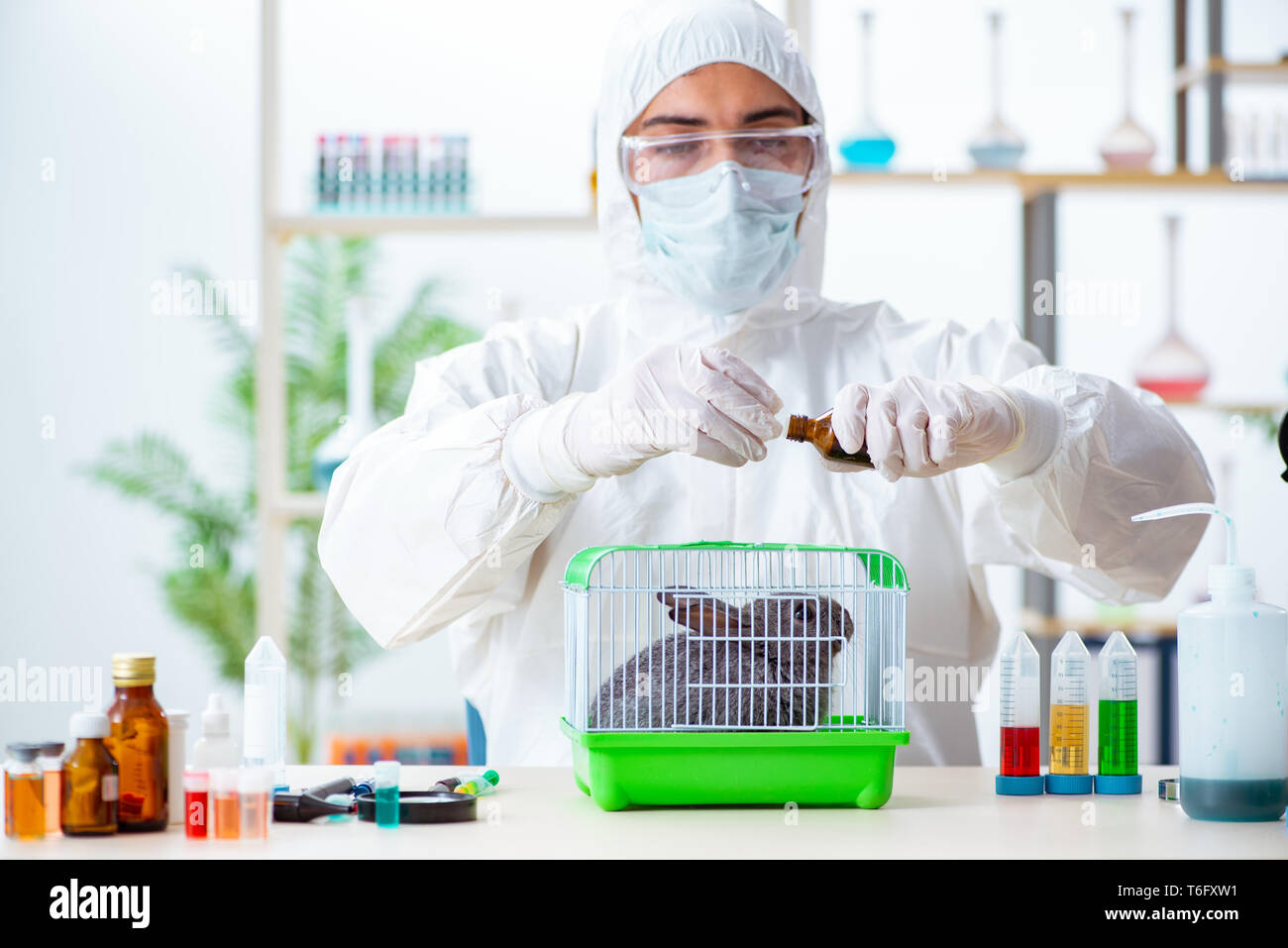Scientist doing testing on animals rabbit Stock Photo - Alamy