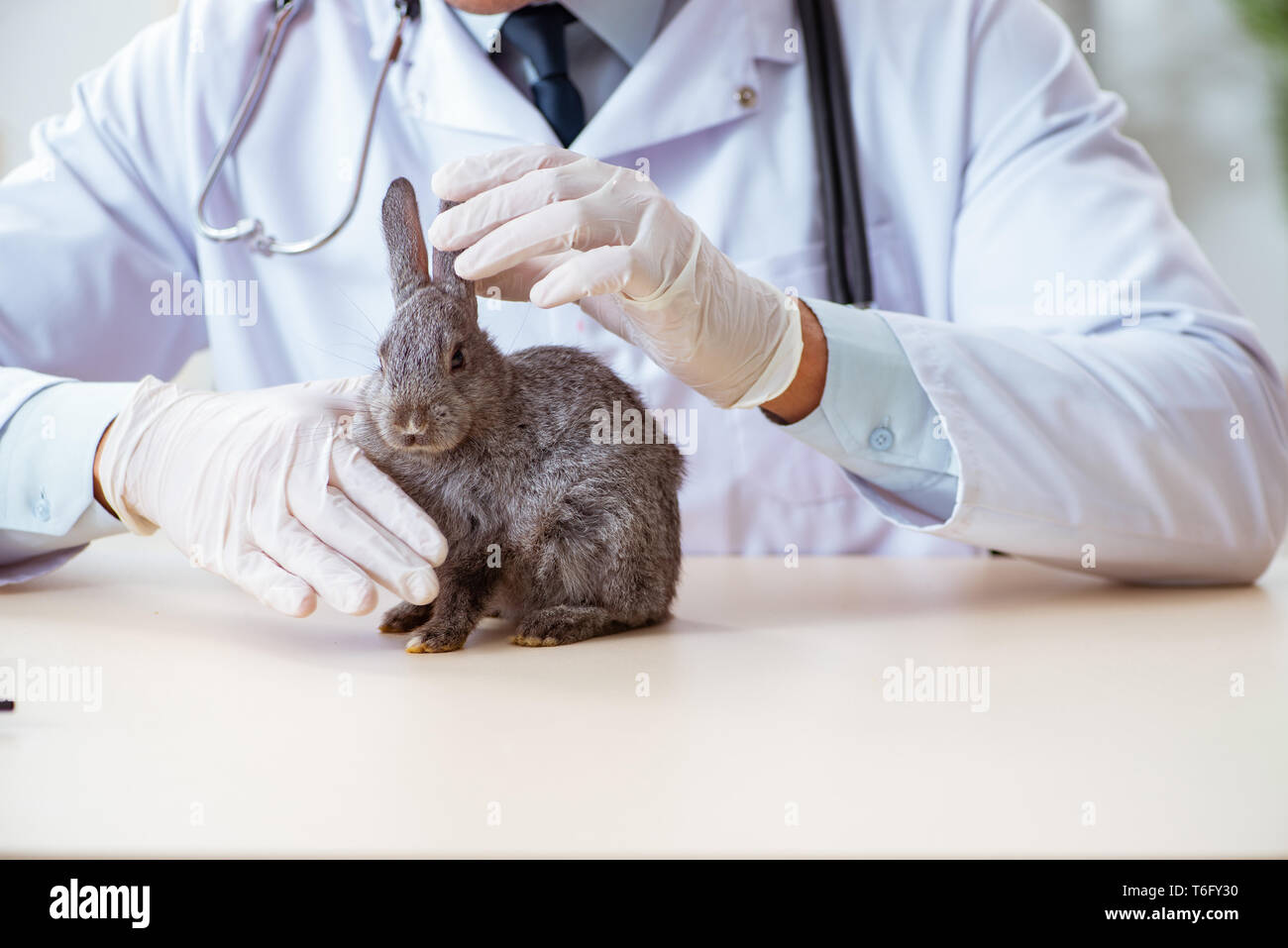 Scientist doing testing on animals rabbit Stock Photo - Alamy