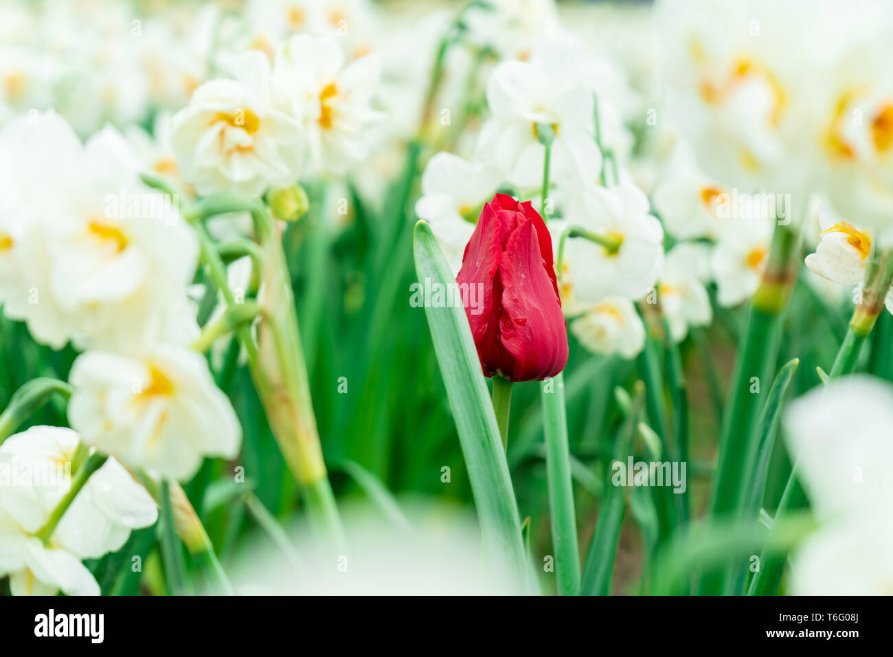 Red french tulip growing among white daffodils in a flower field, seen ...
