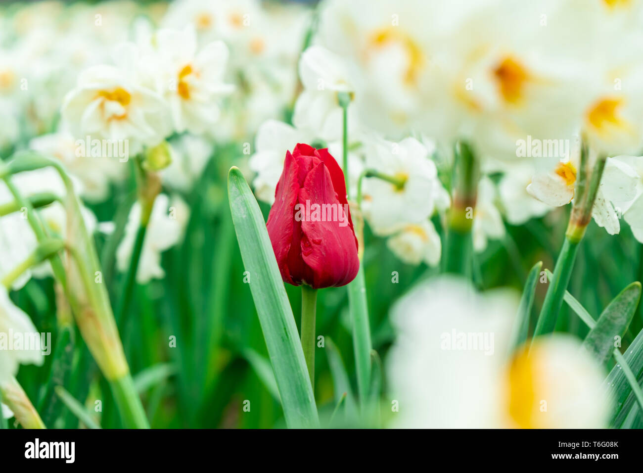 Red french tulip growing among white daffodils in a flower field, seen ...