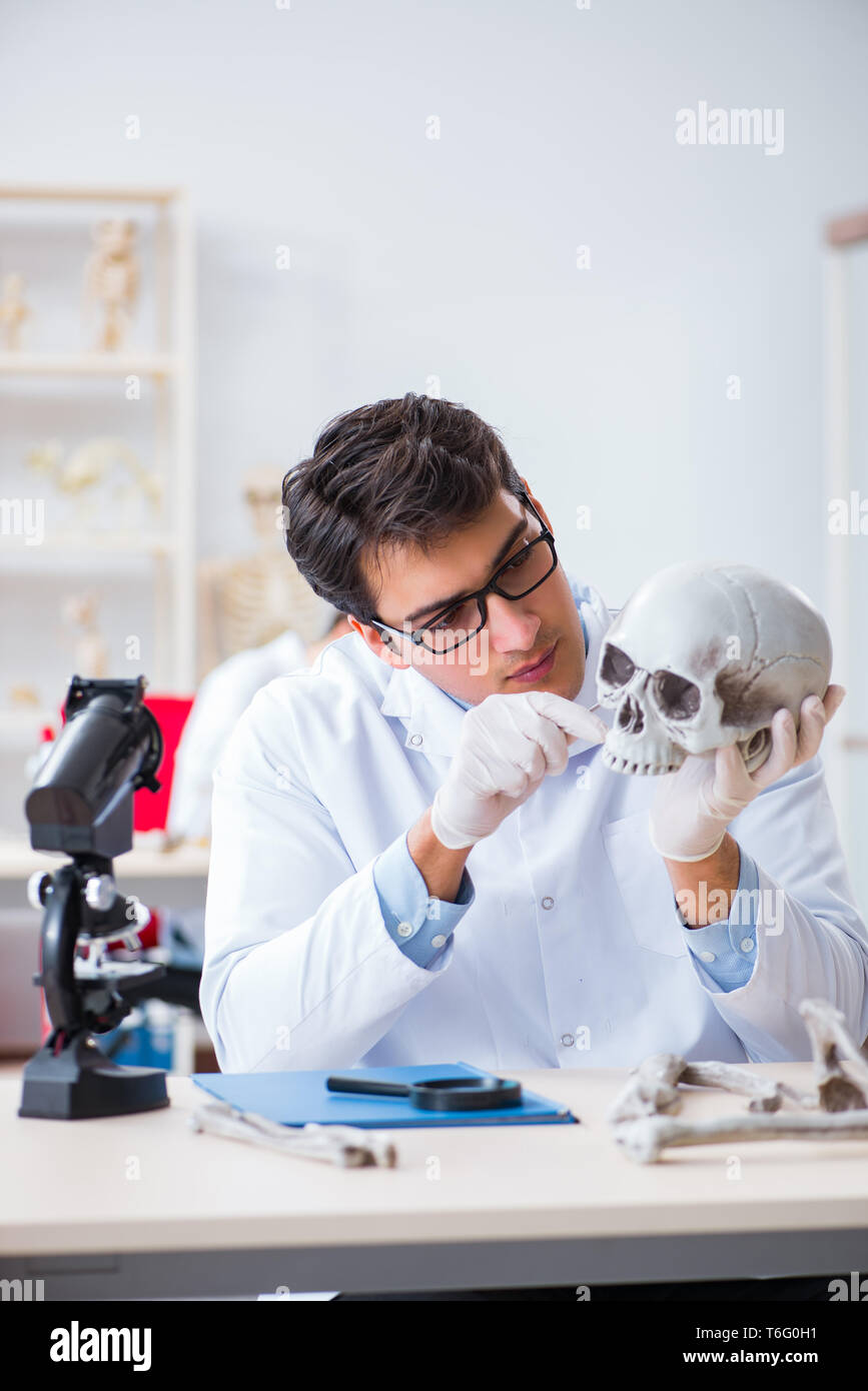 Professor studying human skeleton in lab Stock Photo - Alamy