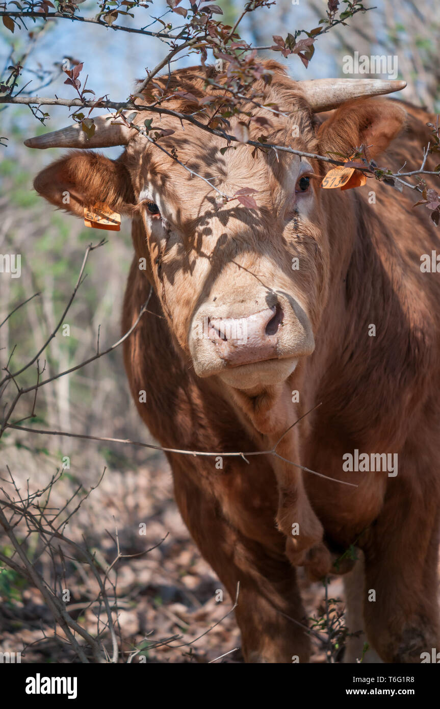 cow looking behind a branch Stock Photo - Alamy