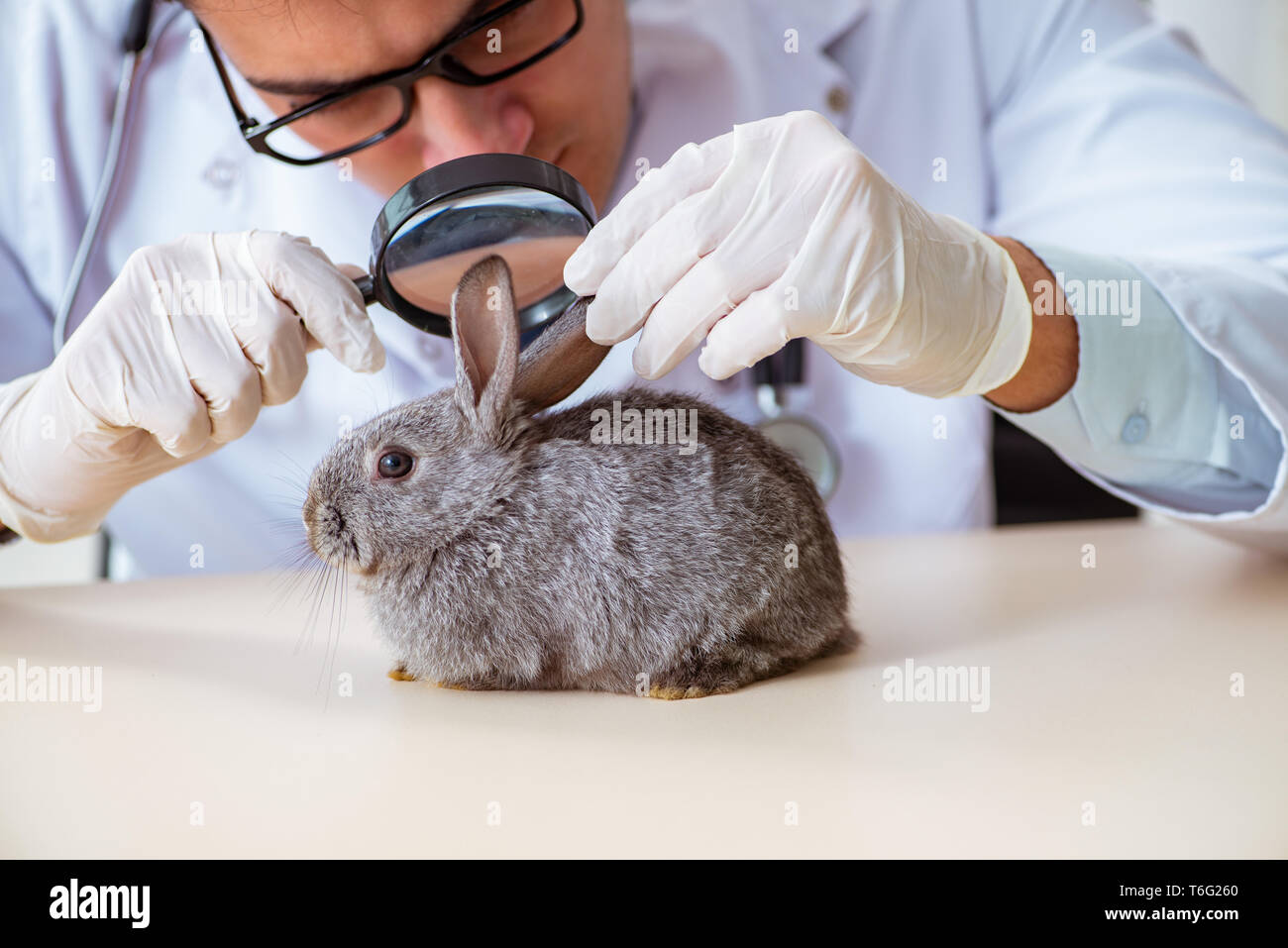 Vet doctor checking up rabbit in his clinic Stock Photo - Alamy