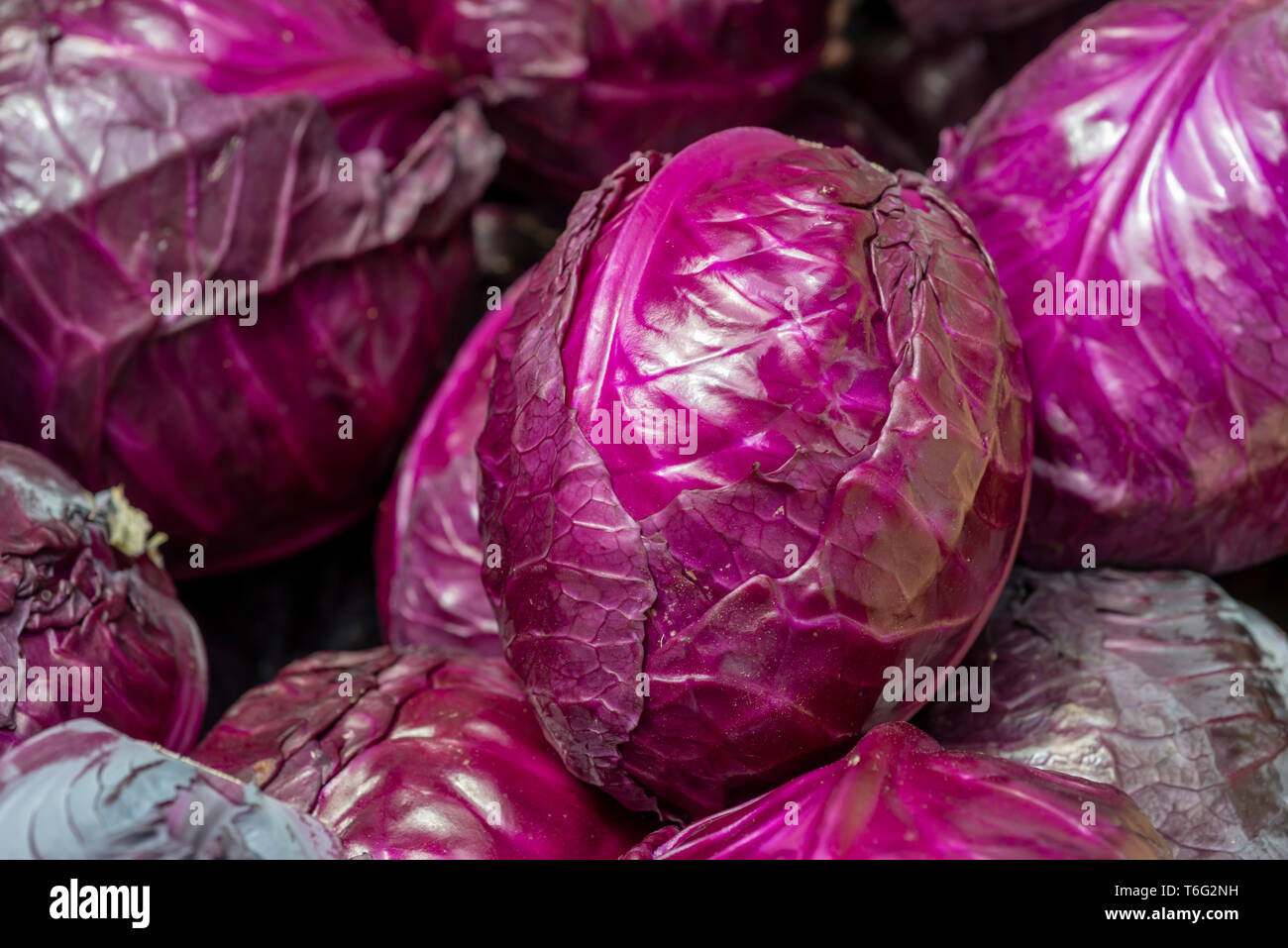 Market garden cabbages hi-res stock photography and images - Alamy