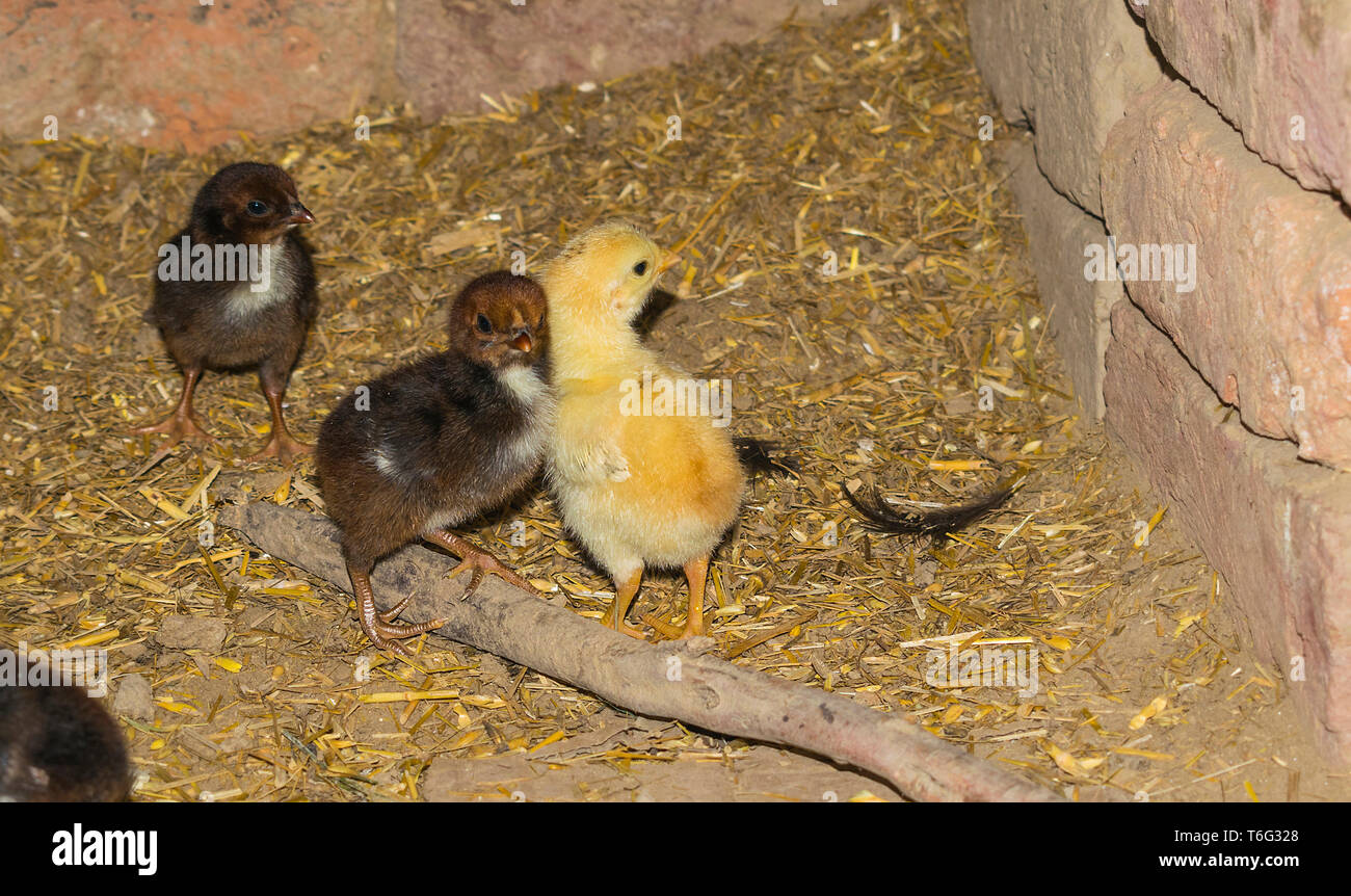 Black chicks and yellow chick hi-res stock photography and images - Alamy