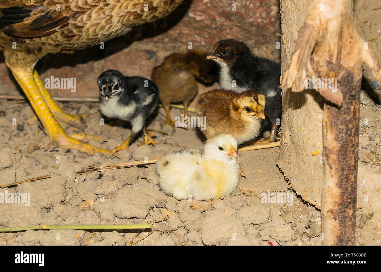 closeup view of two beautiful little chicks in hen house front view ...