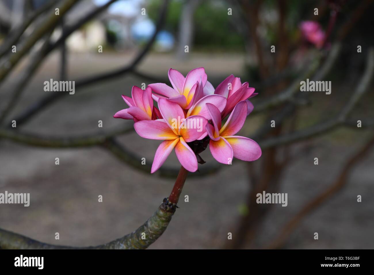 Magnolia tree in flower on Azura Quilalea Private Island, Quirimbas ...