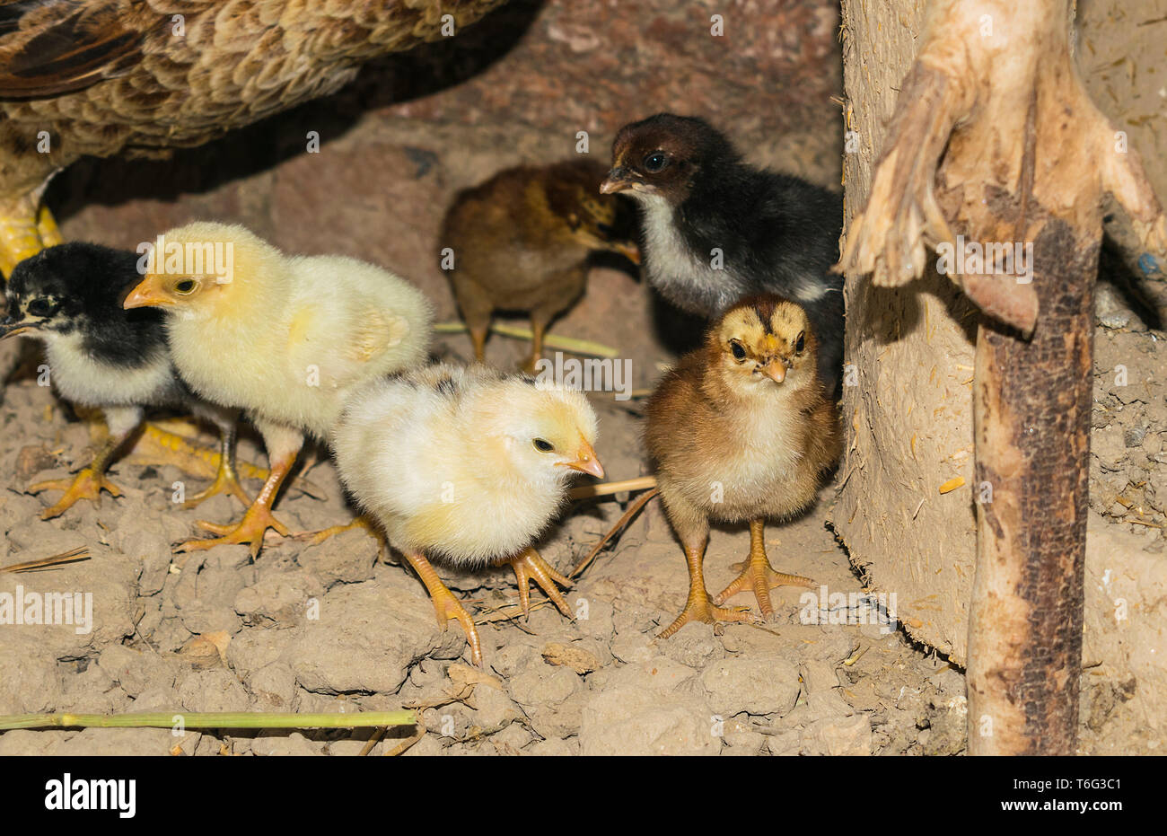 Little brown hen hi-res stock photography and images - Alamy