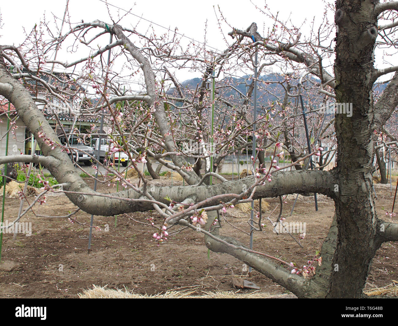 Saku, Japan - Prunus serrulata japanese cherry Stock Photo - Alamy