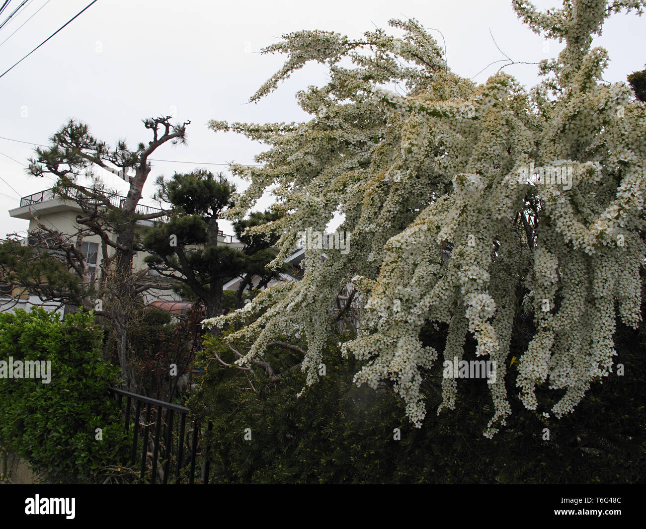 Garden in Saku, Japan Stock Photo - Alamy