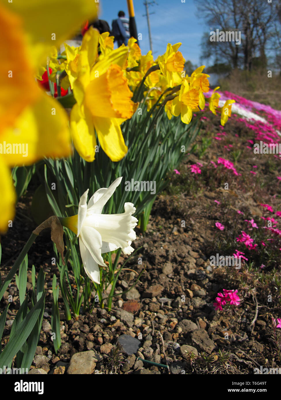 Gardens in Saku, Japan Stock Photo - Alamy