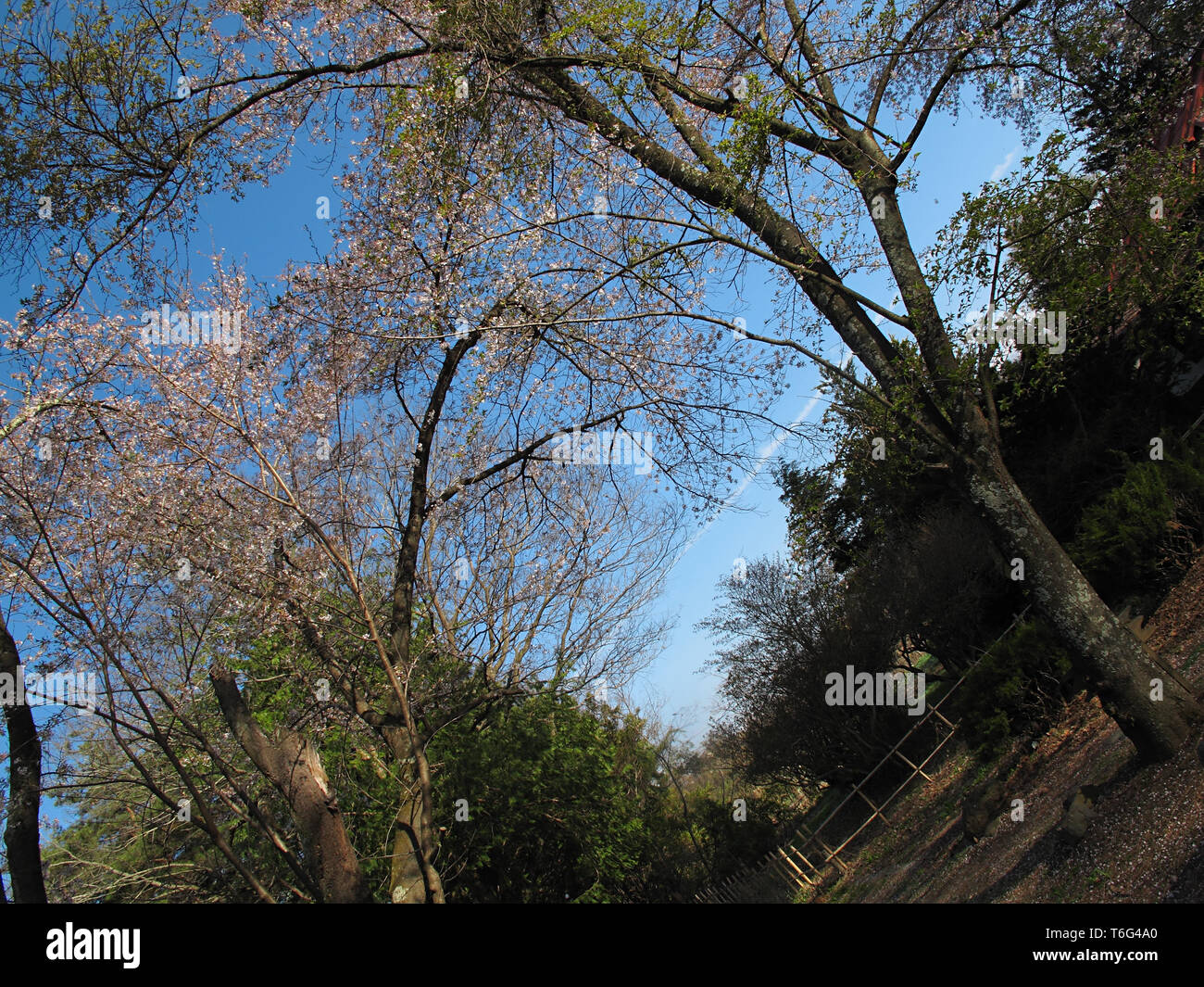 Gardens in Saku, Japan Stock Photo - Alamy