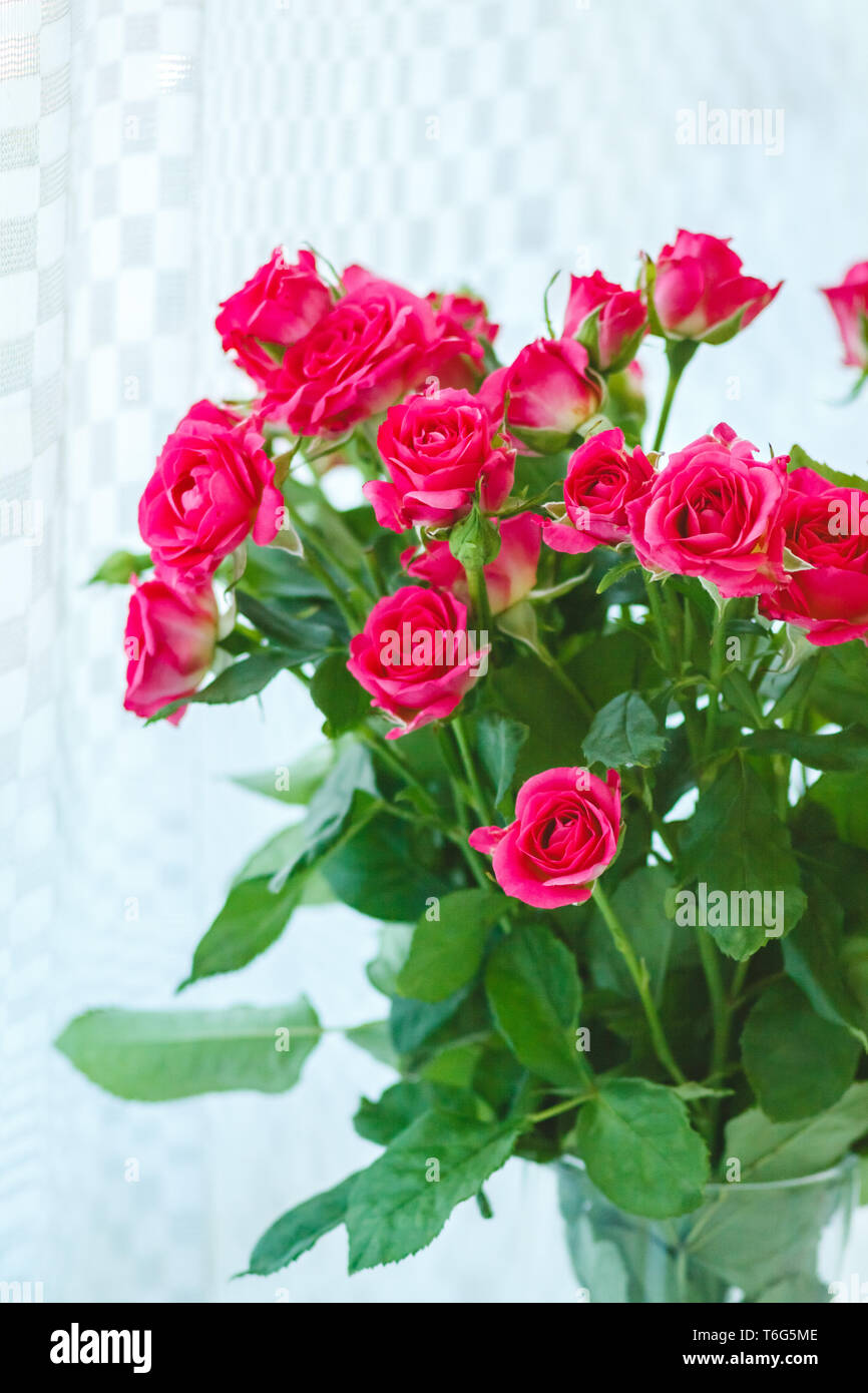 background of the many delicate little pink roses Stock Photo - Alamy
