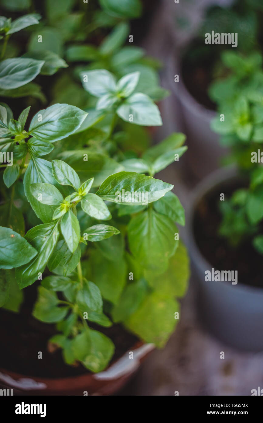 Potted up basil hi-res stock photography and images - Alamy