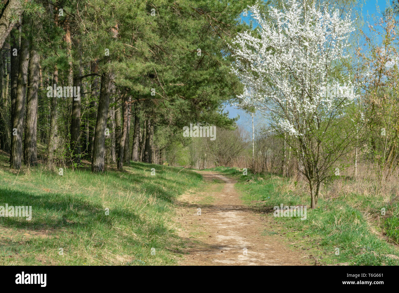 Walkway path with green trees in the forest. Beautiful alley, the road ...