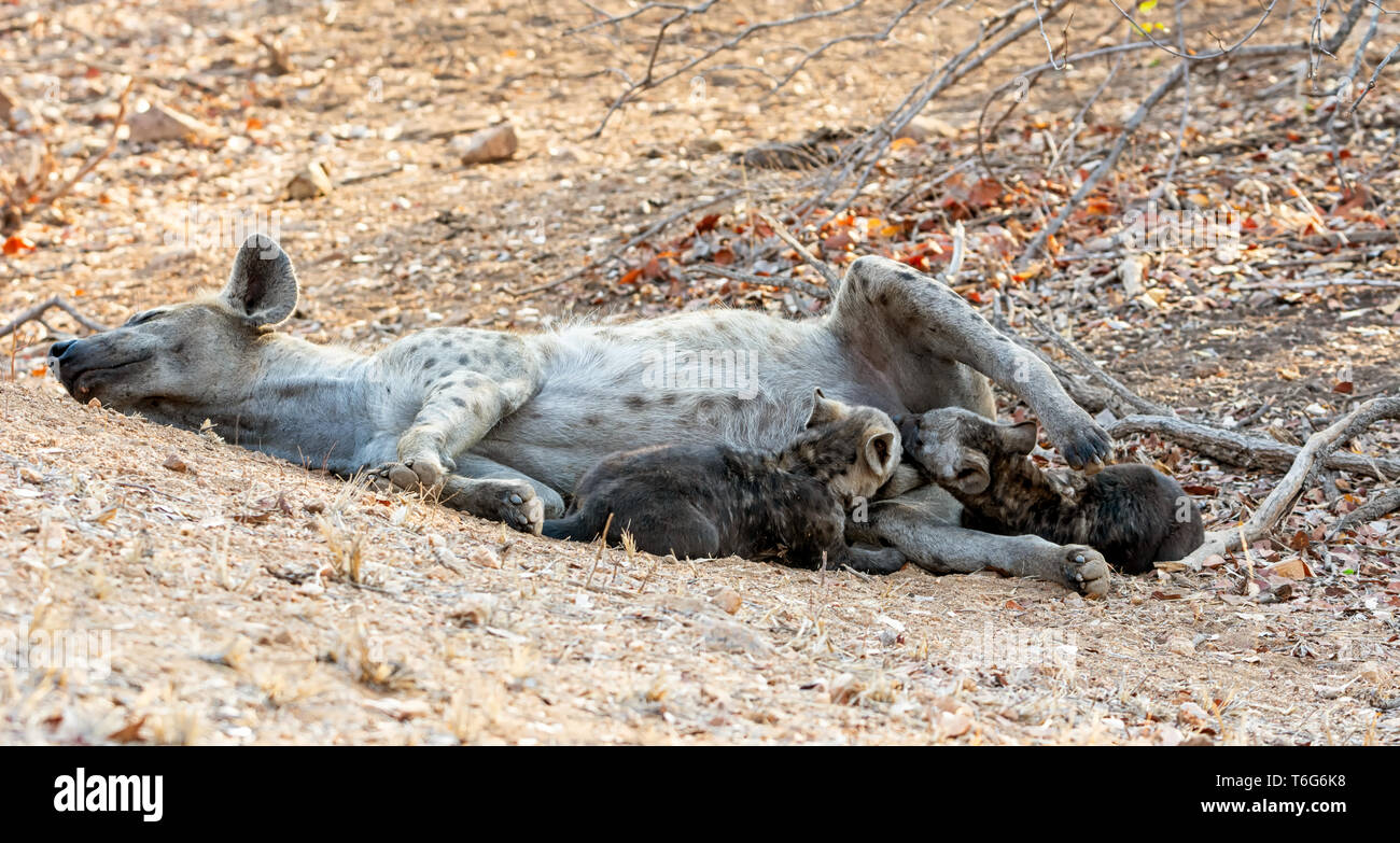 Spotted Hyena Giving Birth