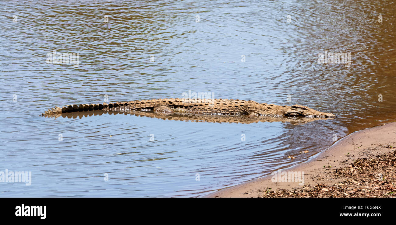 A Nile Crocodile at a river in Southern African savanna Stock Photo - Alamy