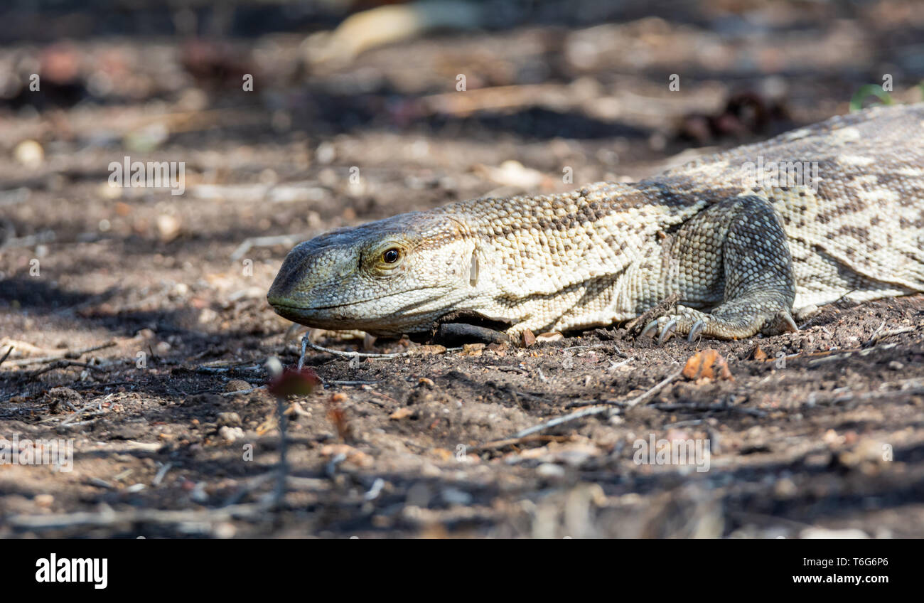 A Rock Monitor in Southern African savanna Stock Photo - Alamy