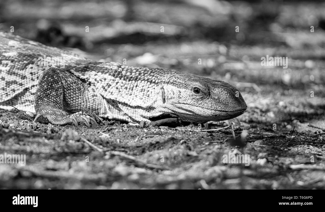 Savannah monitor lizard Black and White Stock Photos & Images - Alamy