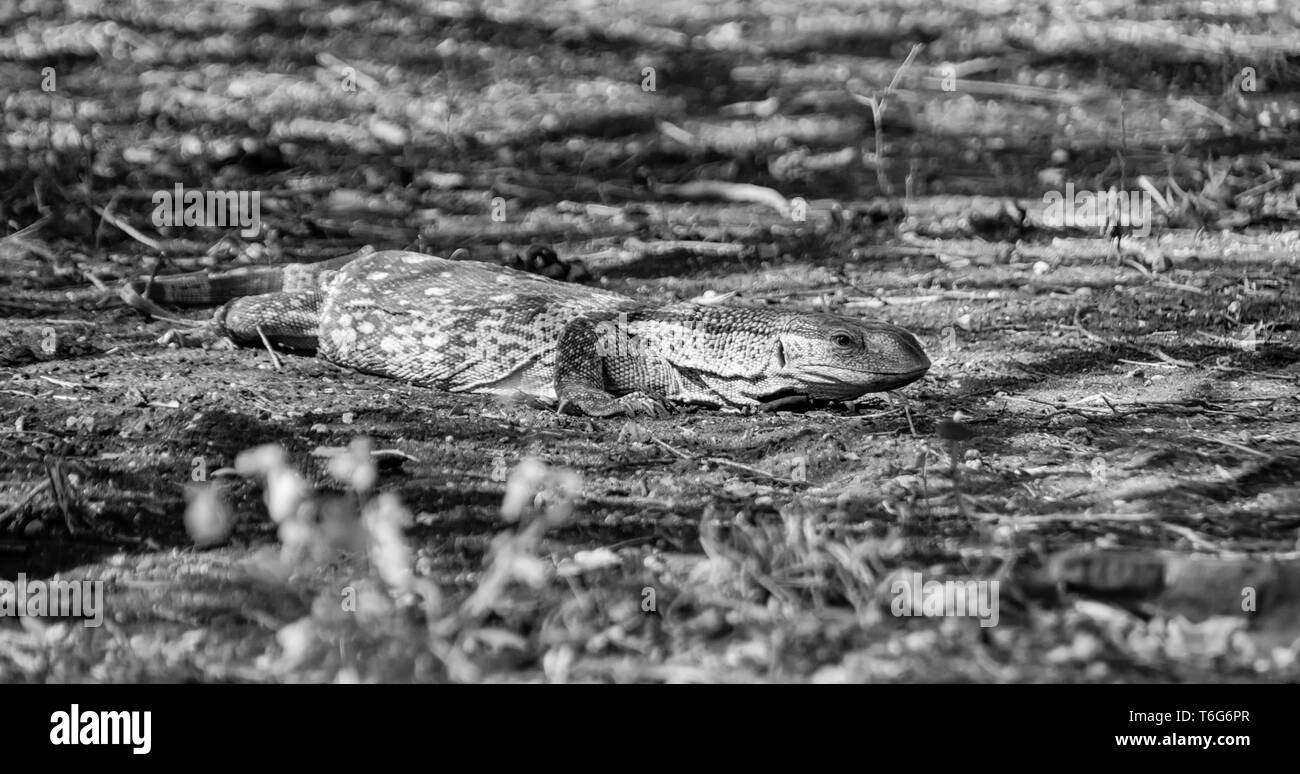 Savannah monitor lizard Black and White Stock Photos & Images - Alamy