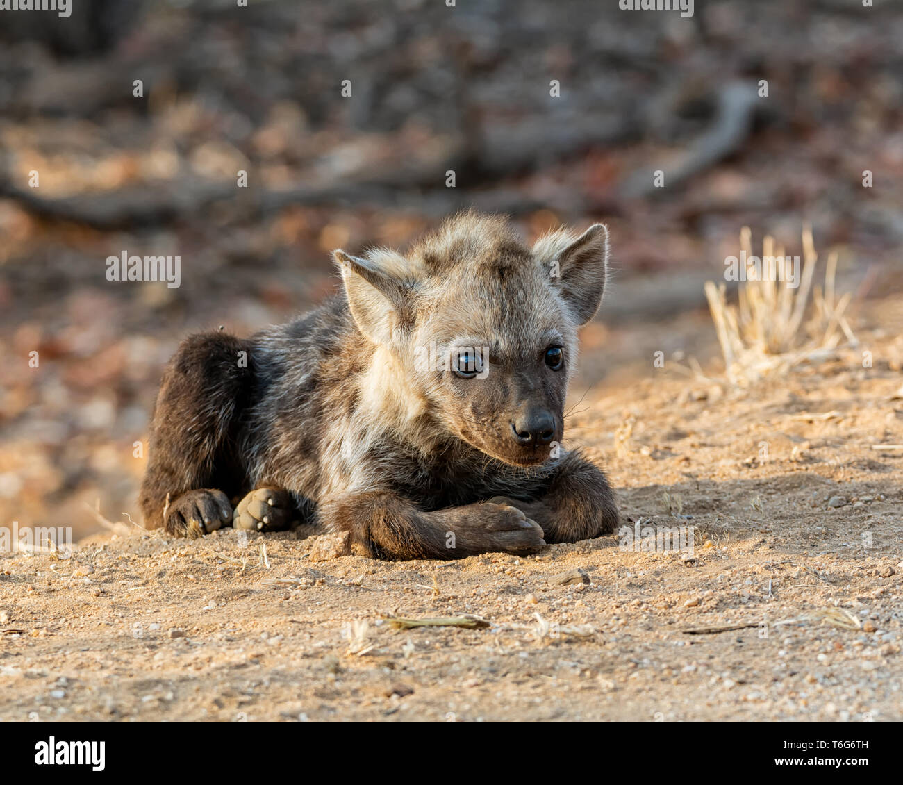 Hyena cub hi-res stock photography and images - Alamy