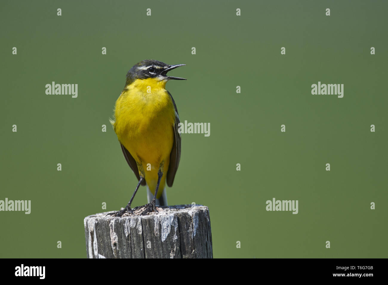 Blue headed yellow wagtails hi-res stock photography and images - Alamy