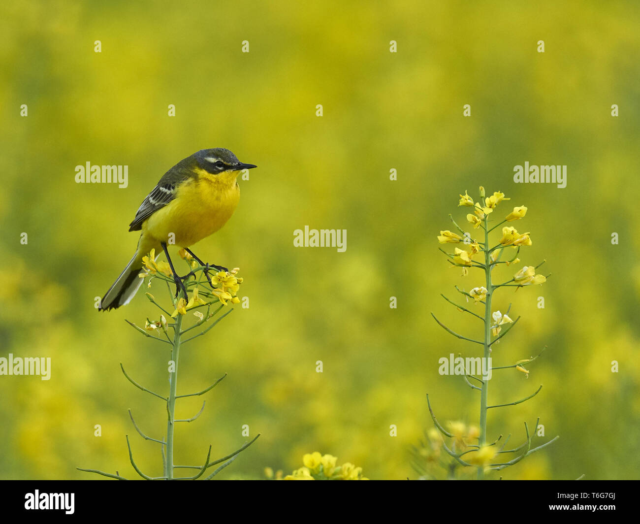 Blue Headed Yellow Wagtails High Resolution Stock Photography and ...