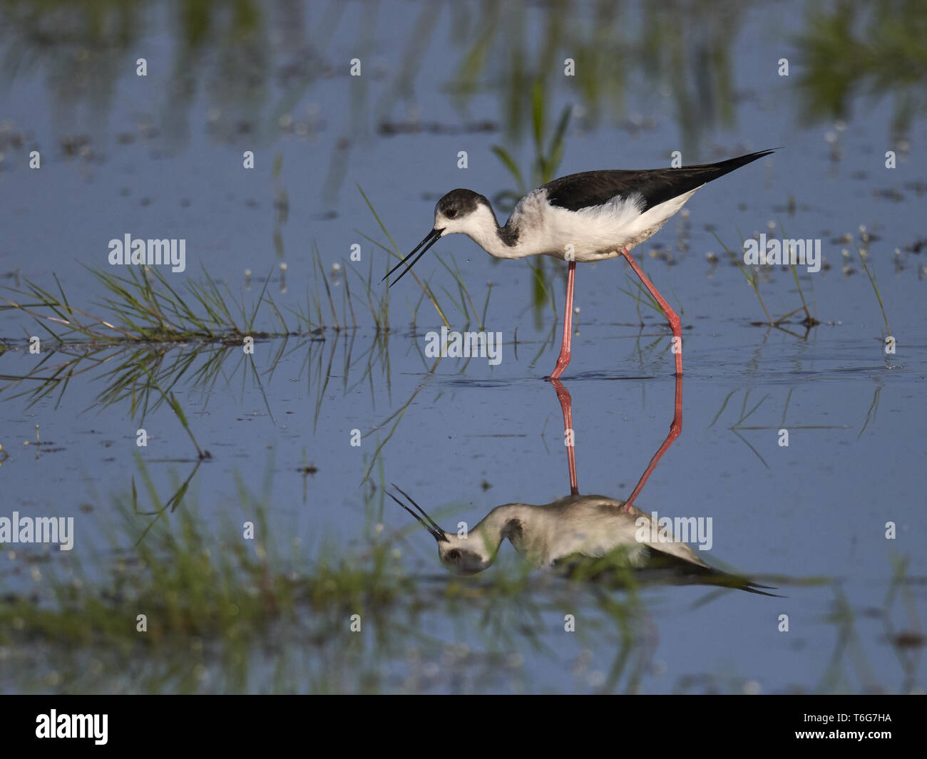 Common Stilt, Himantopus himantopus, North Sea, Europe Stock Photo - Alamy