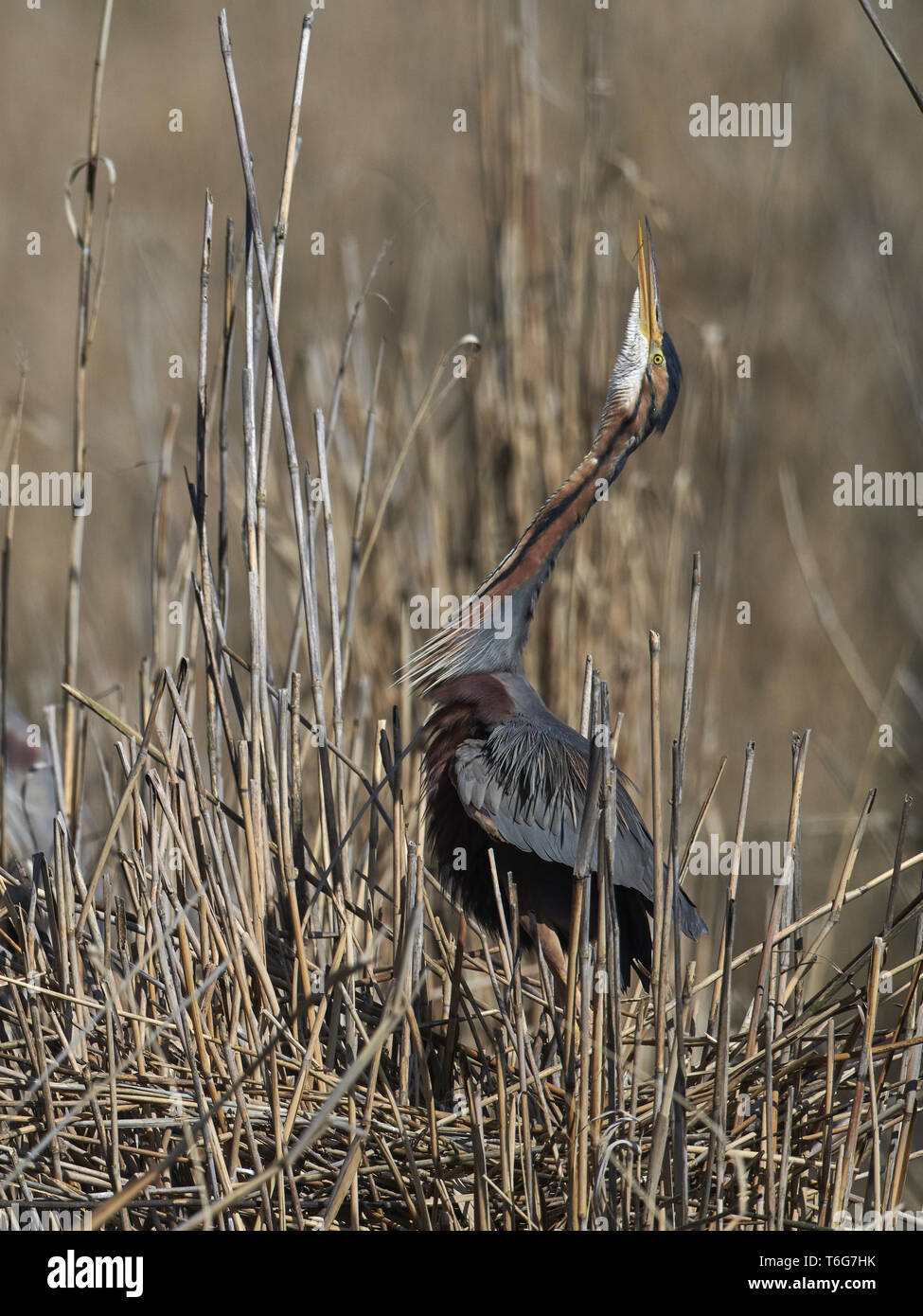 Purple Heron, Ardea purpurea, in hungary, europe Stock Photo - Alamy
