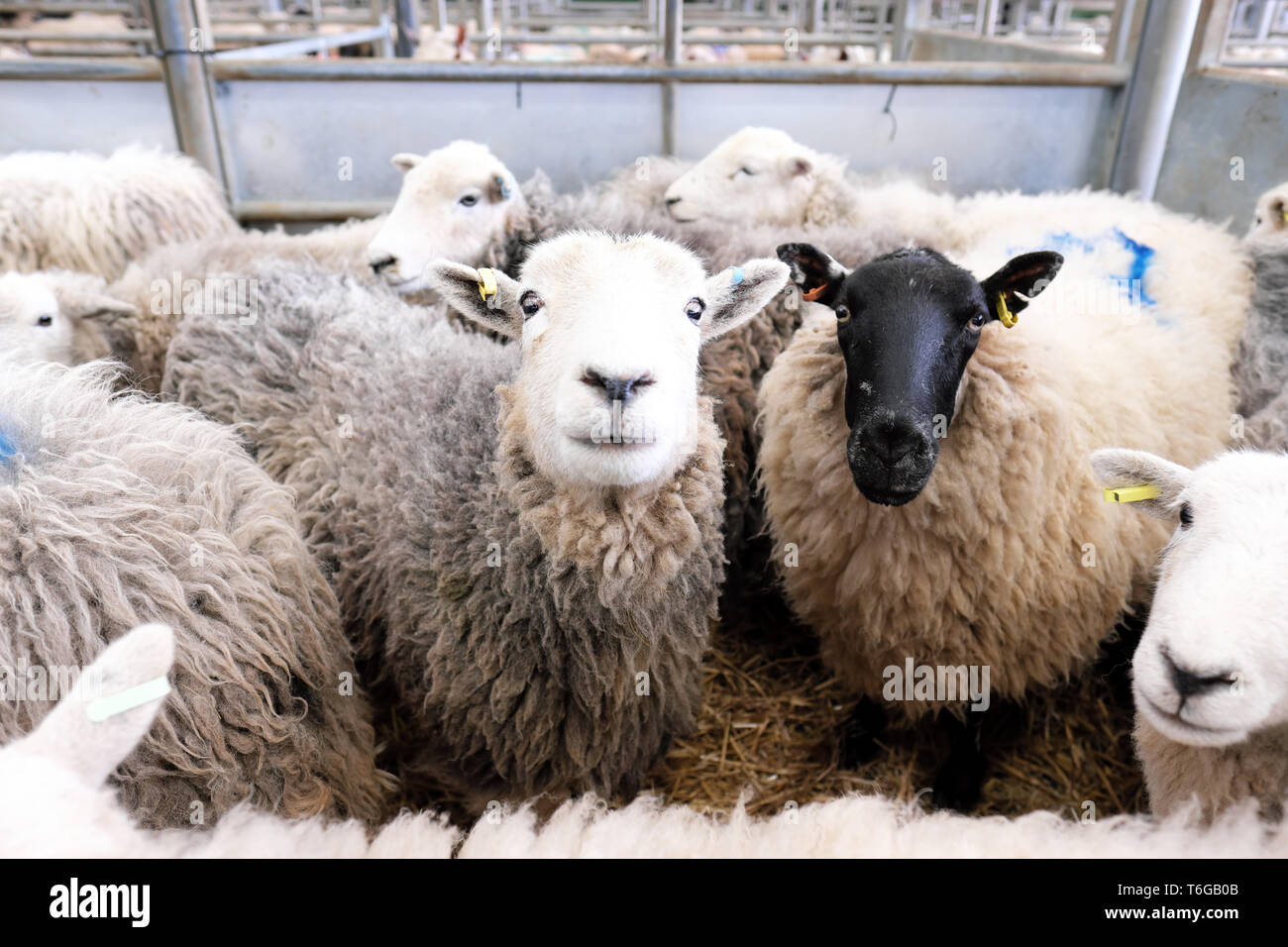 Cull ewes hi-res stock photography and images - Alamy