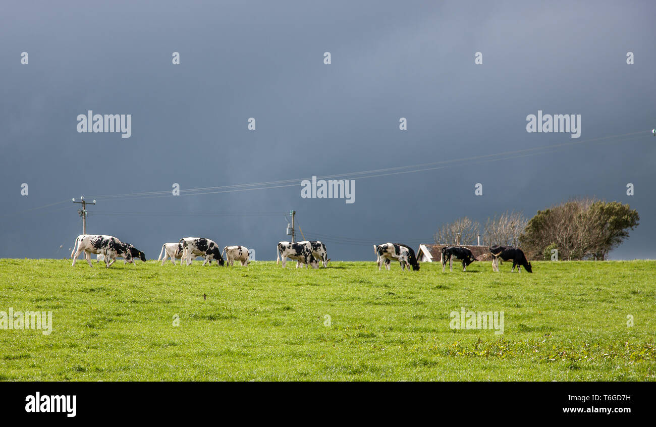 Irelands dairy hi-res stock photography and images - Alamy
