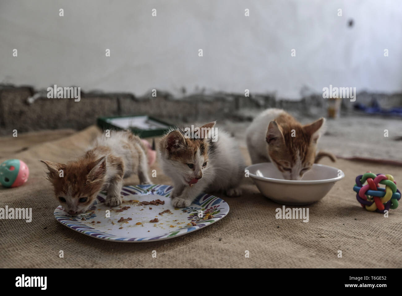 Gaza City, Palestinian Territories. 02nd May, 2019. Kittens rescued by ...