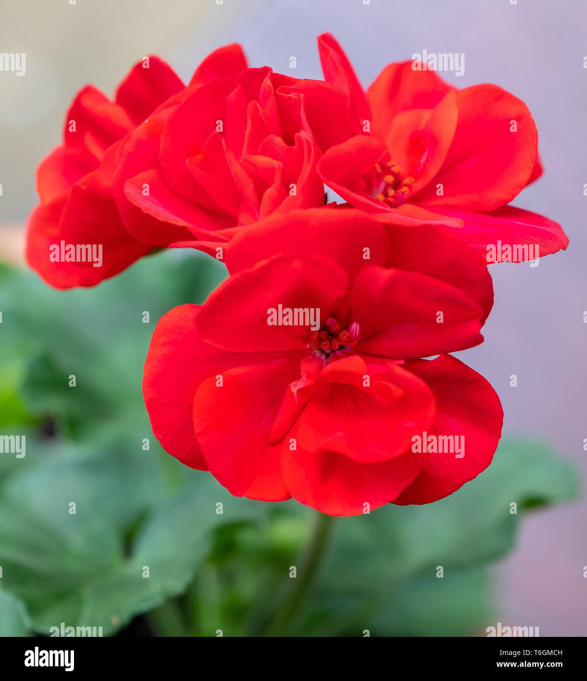 Vibrant red pelargonium flowers hi-res stock photography and images - Alamy