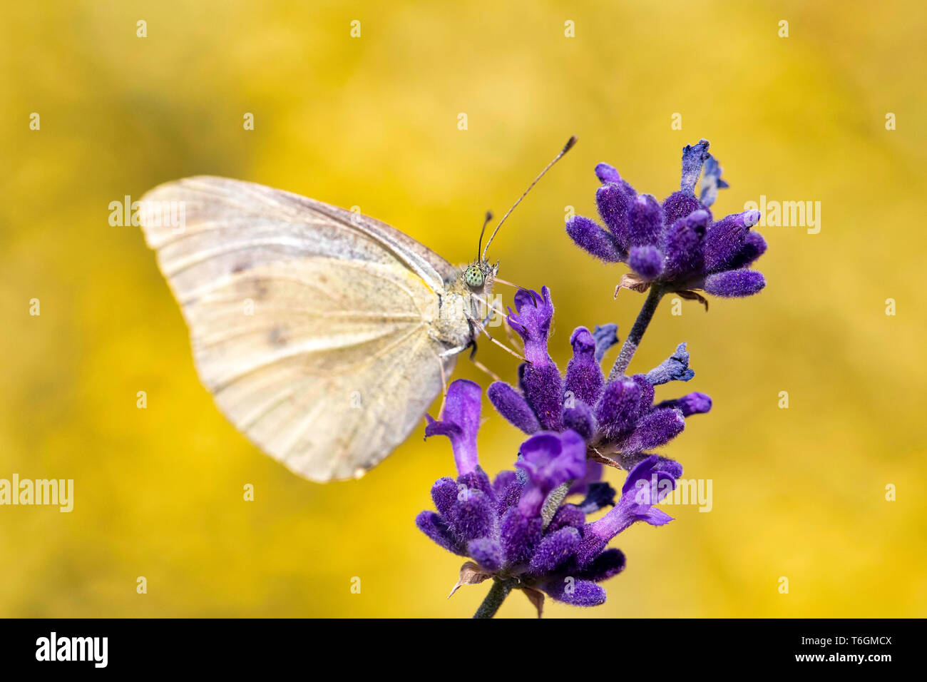 Butterfly lavender bush close hi-res stock photography and images - Alamy