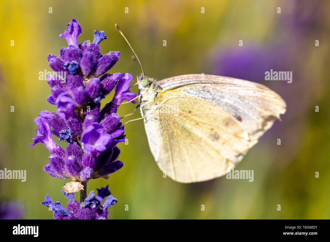 Butterfly on lavender with blue background hi-res stock photography and ...